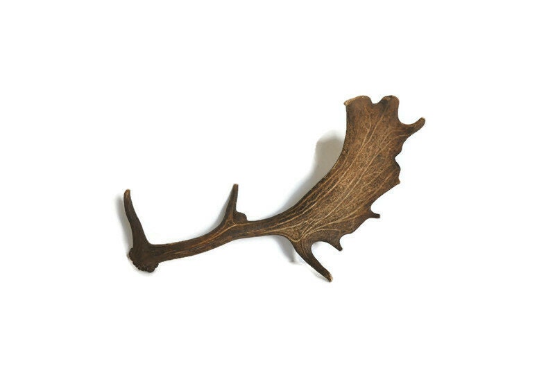 Home & Living Fallow Deer Antler Shed Antler Natural Antler #689 ...