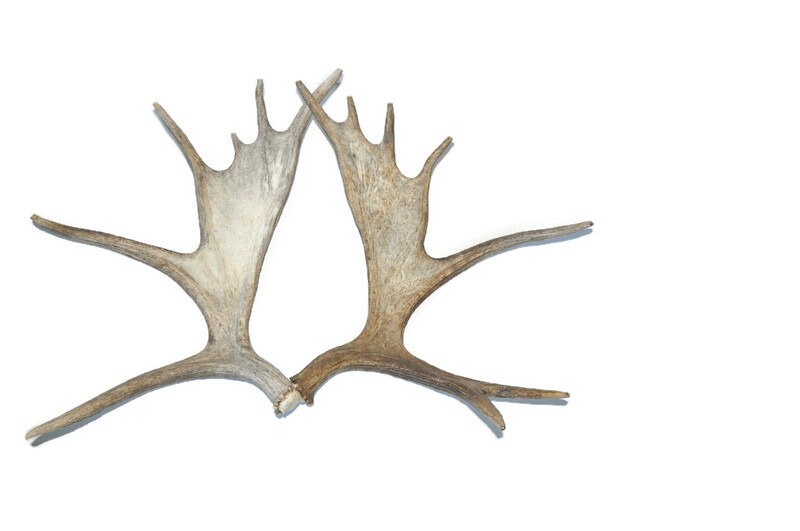 Moose Antler / Shed Antler / Natural Antler / Set of Moose 2025 - Etsy