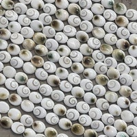 Shiva Eye Shell, Natural Seashell, Lacquered, 15-20 Mm. - Etsy
