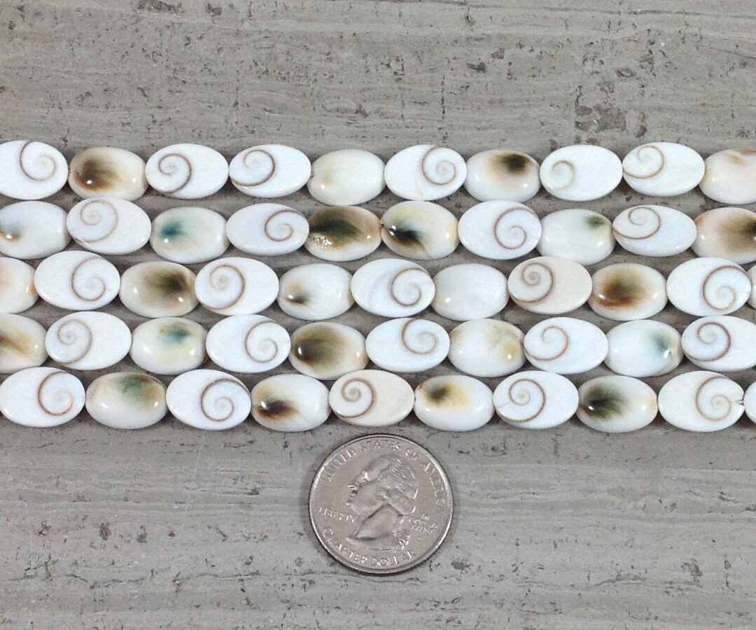 Shiva Shell Pacific Cat's Eye Shell Operculum Gastropod | Etsy