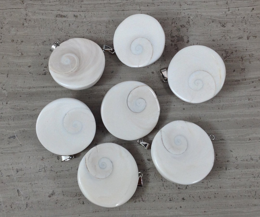 Shiva Shell, Pacific Cat's Eye Shell, Operculum, Gastropod Round ...