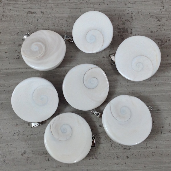 Operculum Shell - Etsy