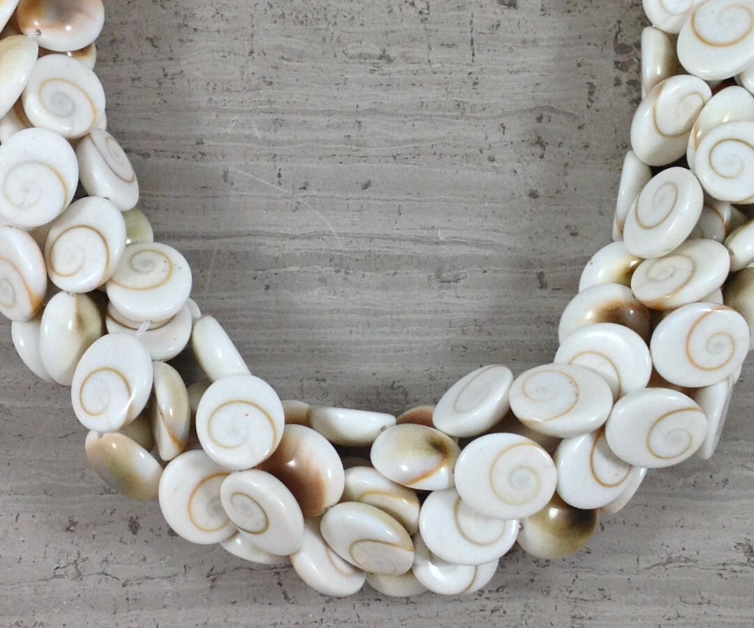 Shiva Shell Pacific Cat's Eye Shell Operculum Gastropod | Etsy