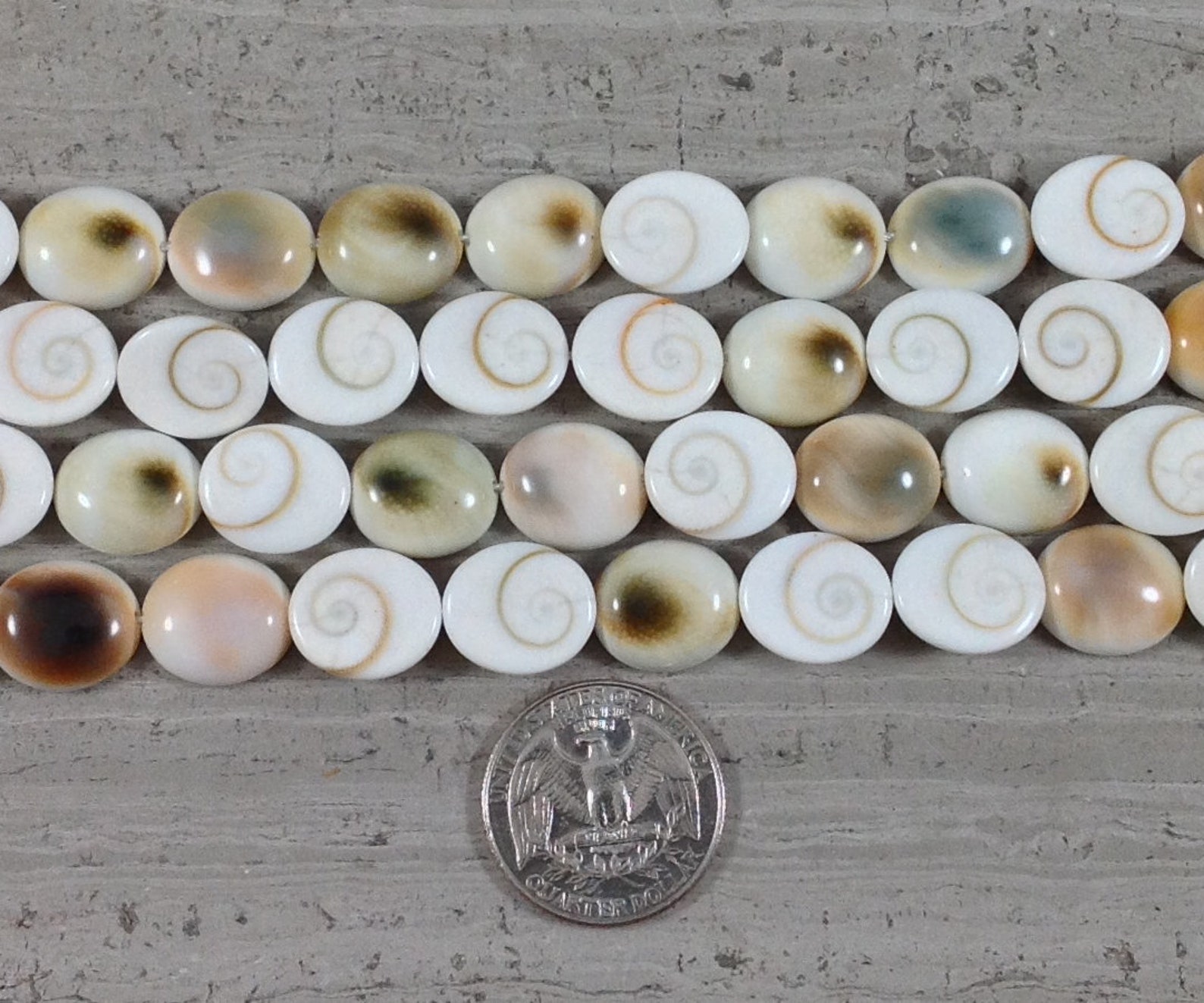 Shiva Shell Pacific Cat's Eye Shell Operculum Gastropod | Etsy