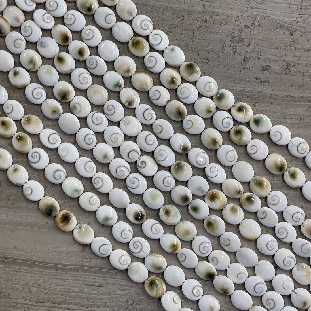 Shiva Shell, Pacific Cat's Eye Shell, Operculum, Gastropod Oval 12x14mm ...