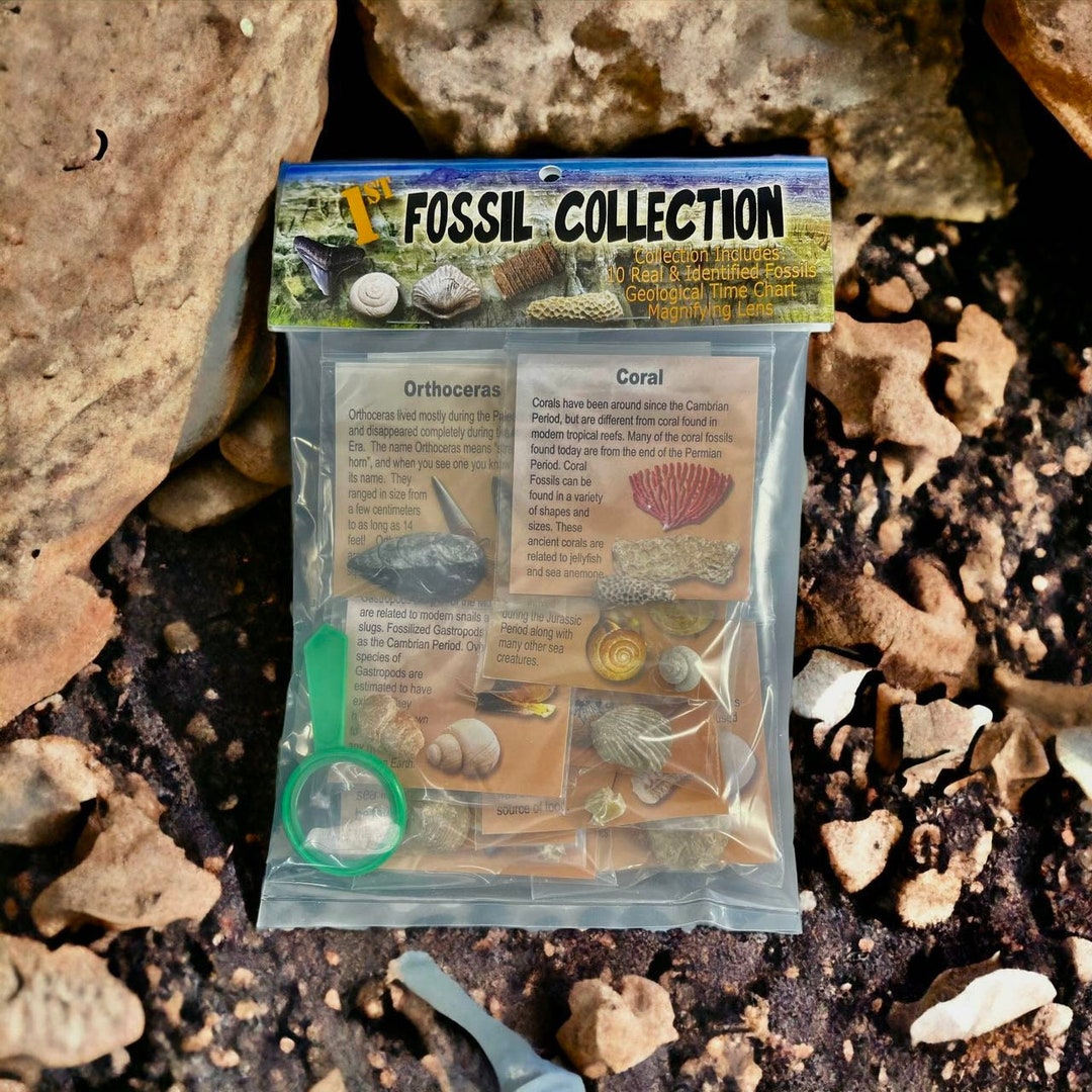 1st Fossil Collection Bag 10 Rocks and Minerals *ages 8+* (1 Set ...