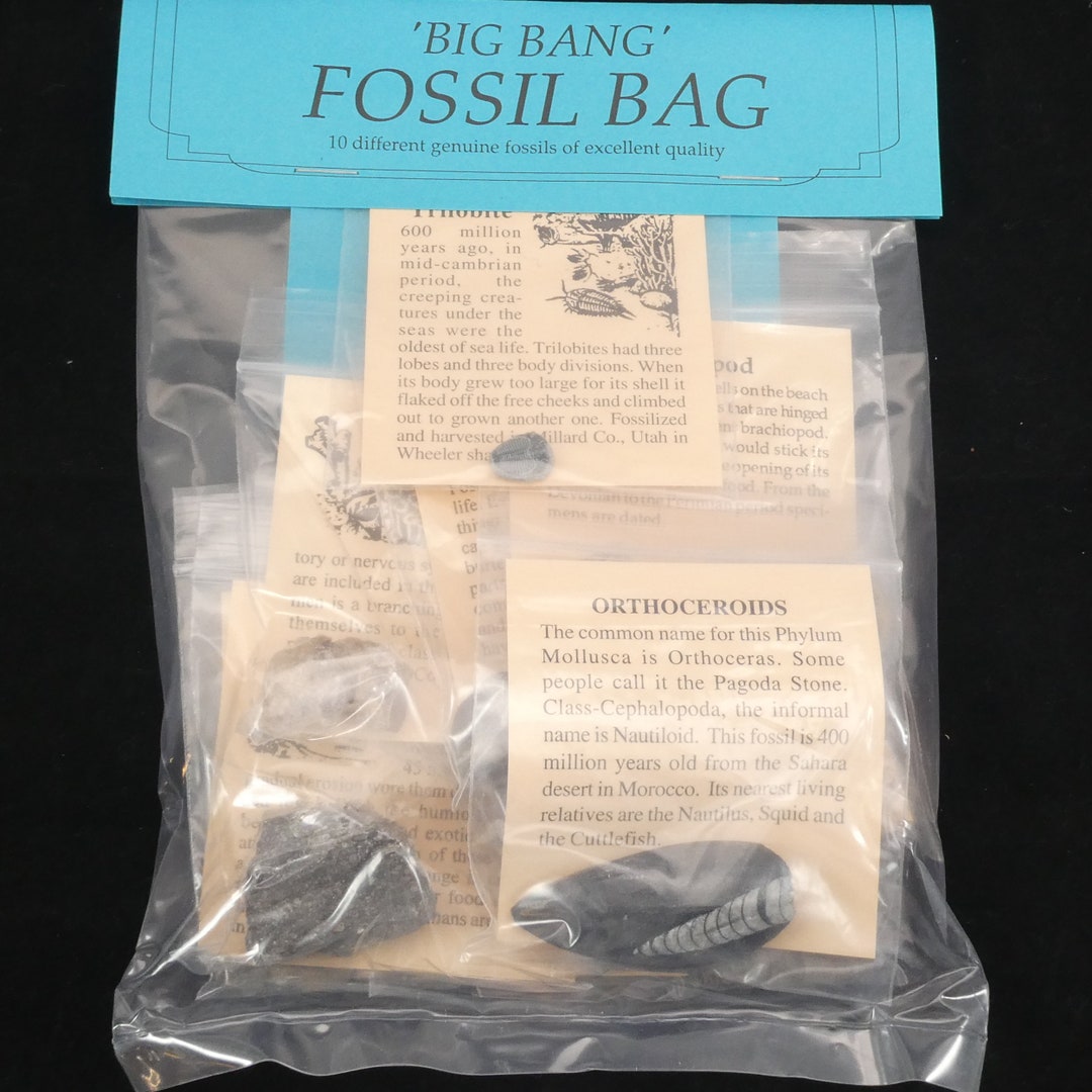 Big Bang Fossil Bag 10 Fossils Age 8 - Etsy