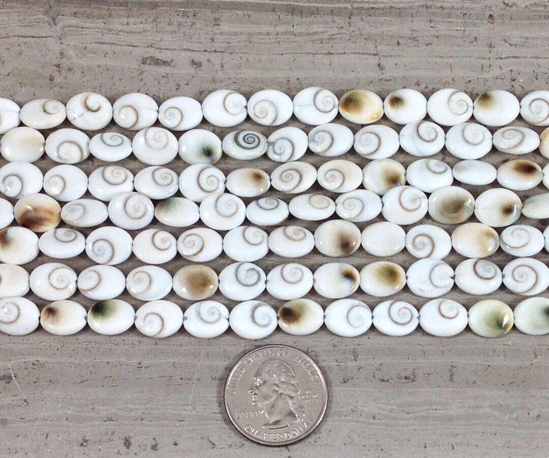 Shiva Shell Pacific Cat's Eye Shell Operculum Gastropod | Etsy