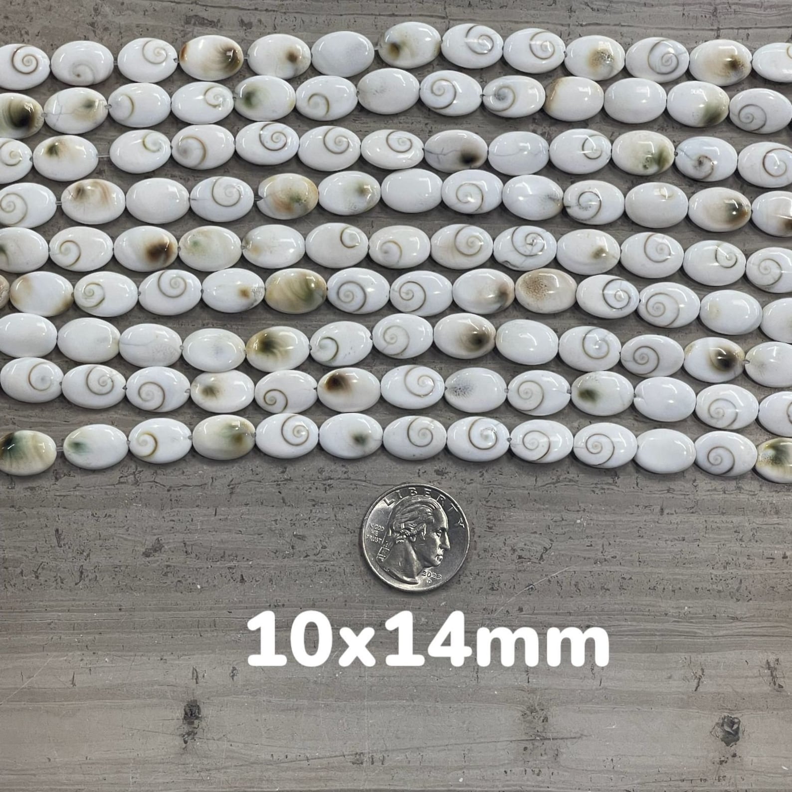 Shiva Shell, Pacific Cat's Eye Shell, Operculum, Gastropod Oval 10x12mm ...