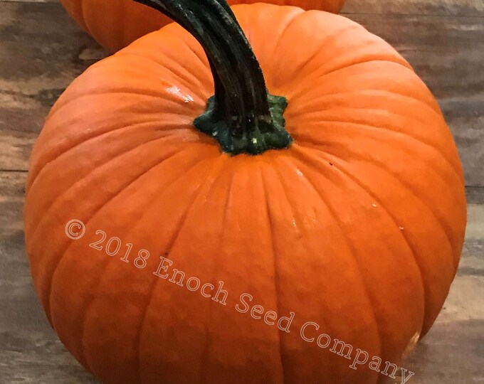 Cannonball Pumpkin (10 Seeds Min.) - Etsy