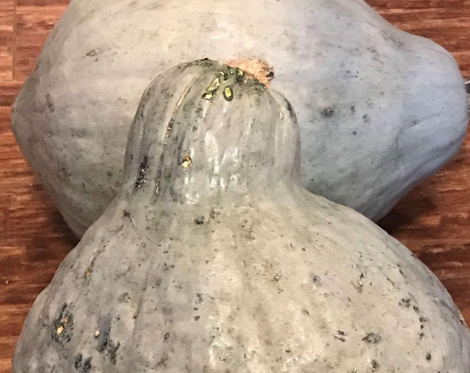 Blue Hubbard Winter Squash (10 Seeds Min.) - Etsy