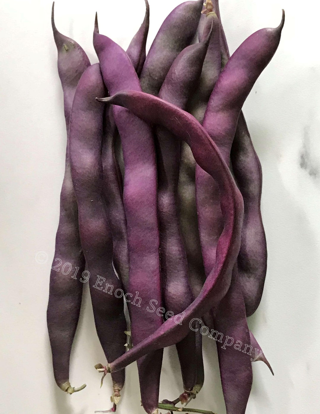 Blue Coco Pole Bean, French Heirloom, Purple Pod Bean. Grown in Canada ...