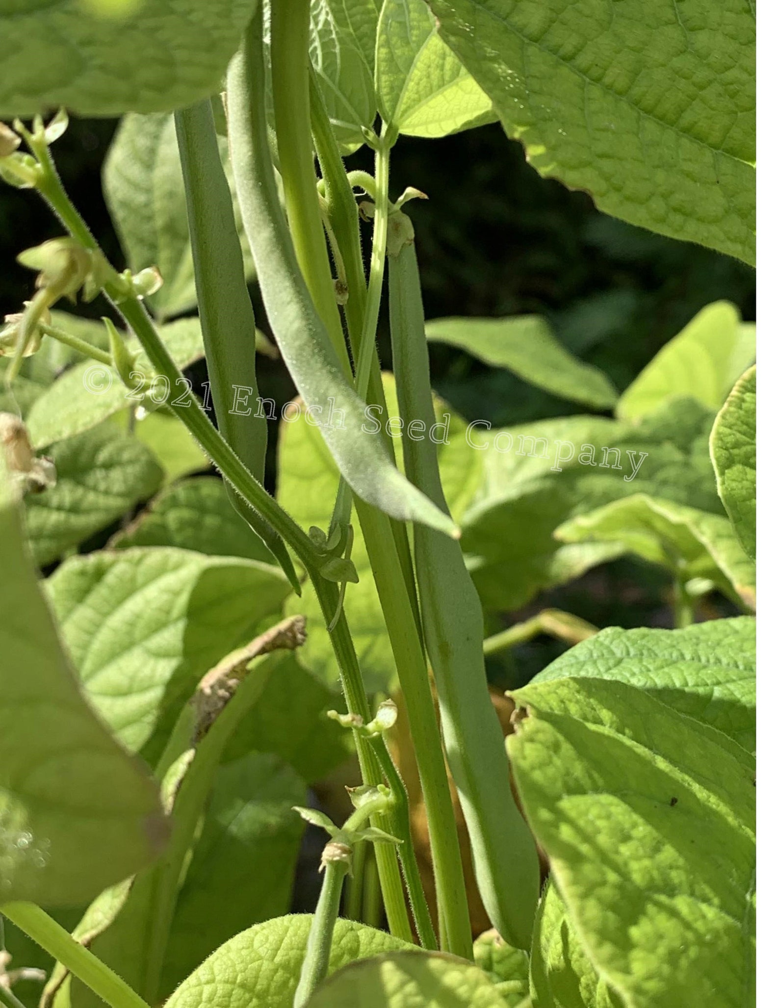 Canadian Wonder Bush Bean Rare Heirloom Red Beans - Etsy Canada