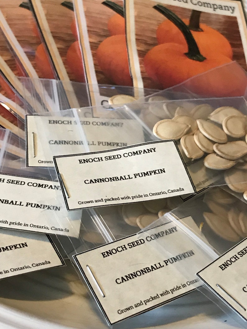 Cannonball Pumpkin 10 Seeds Min. - Etsy