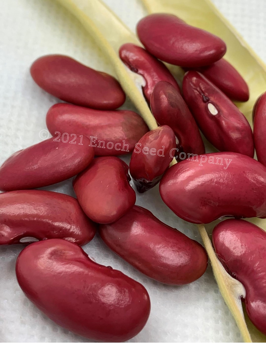 Canadian Wonder Bush Bean - Rare Heirloom - Red Beans (non-gmo, Open ...