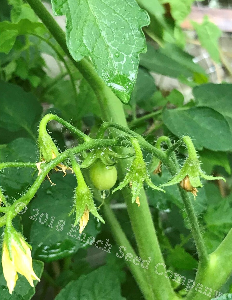 Red Fig Tomato (25 Seeds Min.) - Etsy