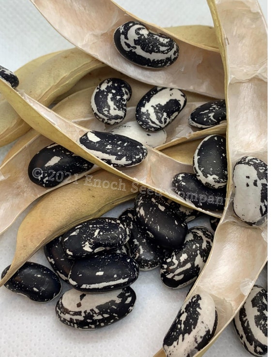 Flagg Pole Bean chester Pole Bean Skunk Pole Bean | Etsy