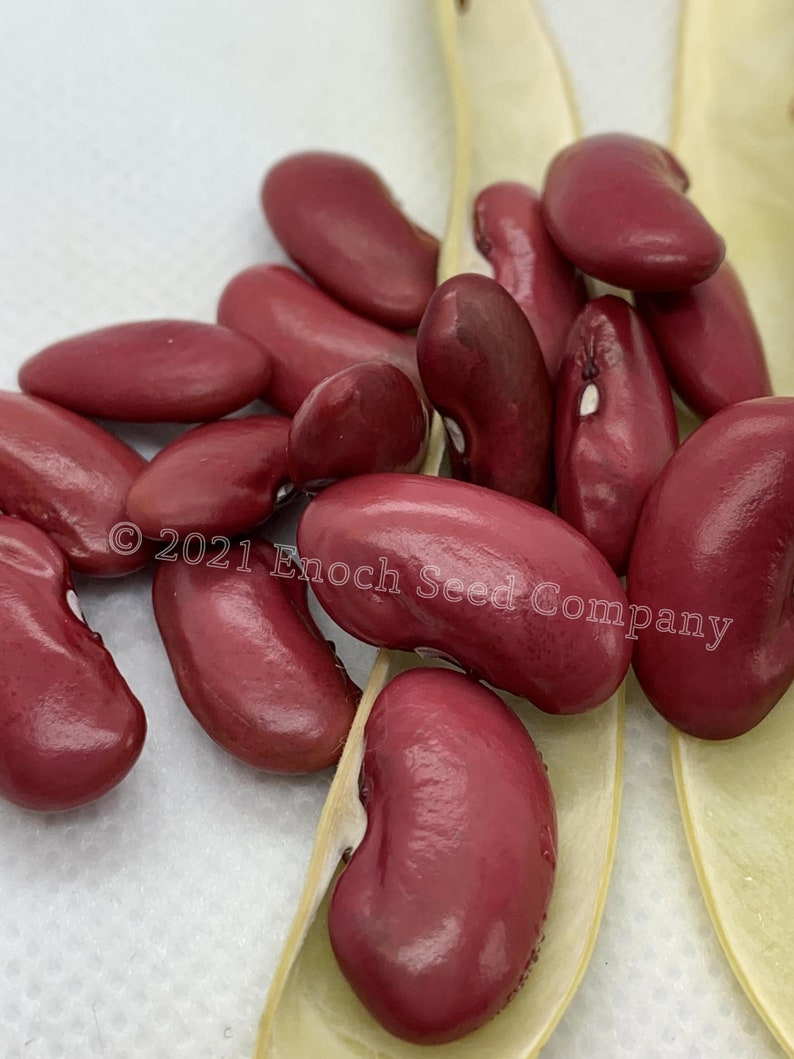 Canadian Wonder Bush Bean Rare Heirloom Red Beans - Etsy Canada