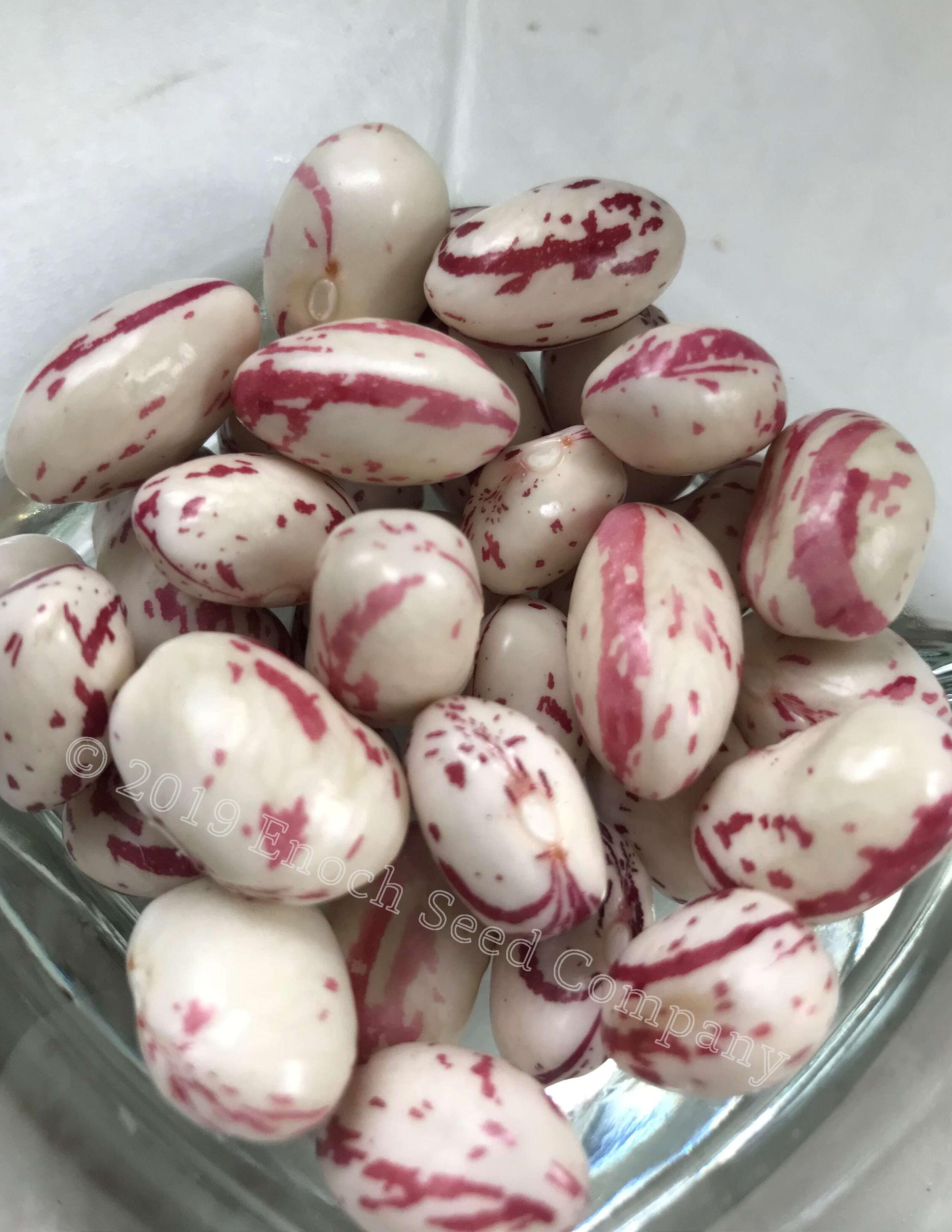 Borlotto Di Vigevano Nano Bean Aka Cranberry Bean Open | Etsy