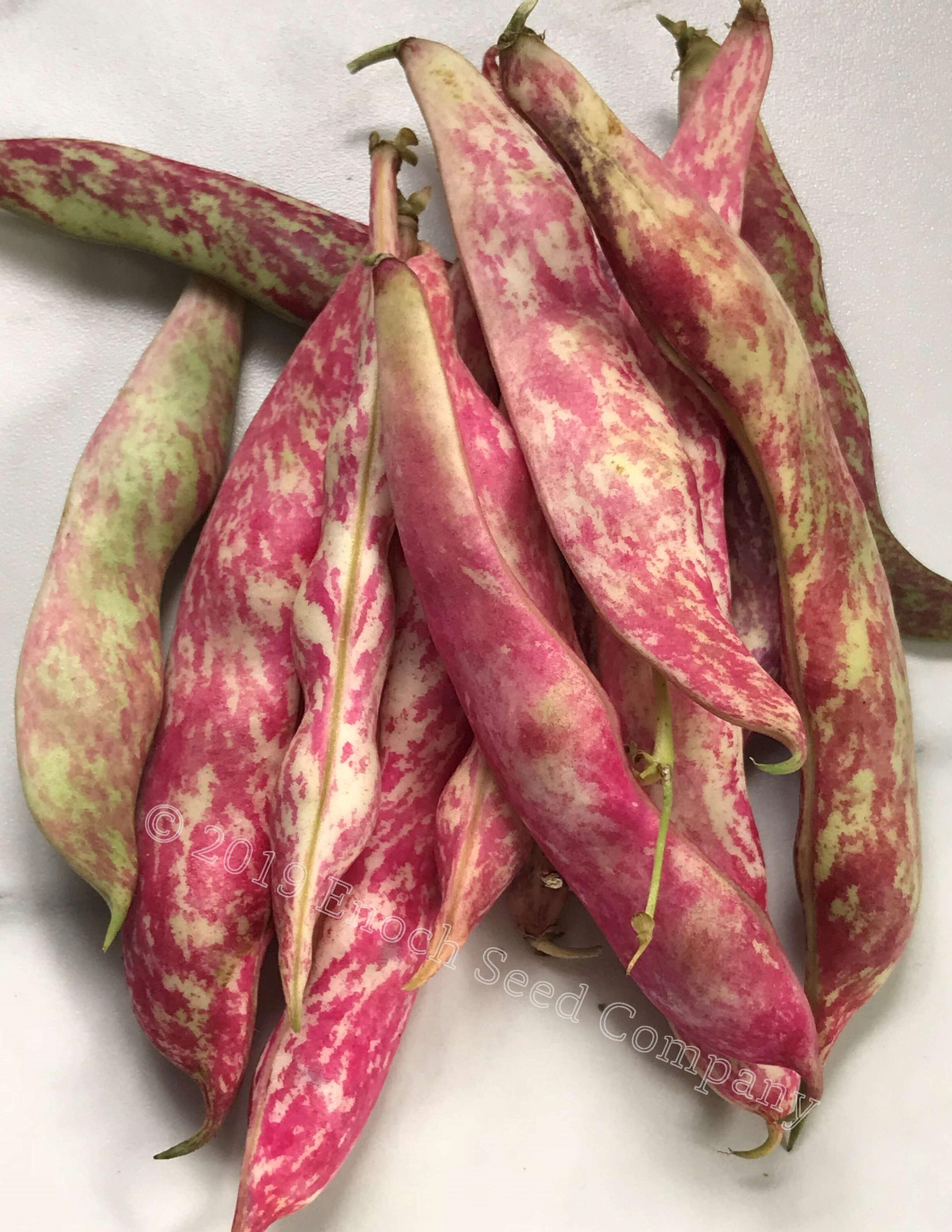 Borlotto Di Vigevano Nano Bean Aka Cranberry Bean Open | Etsy