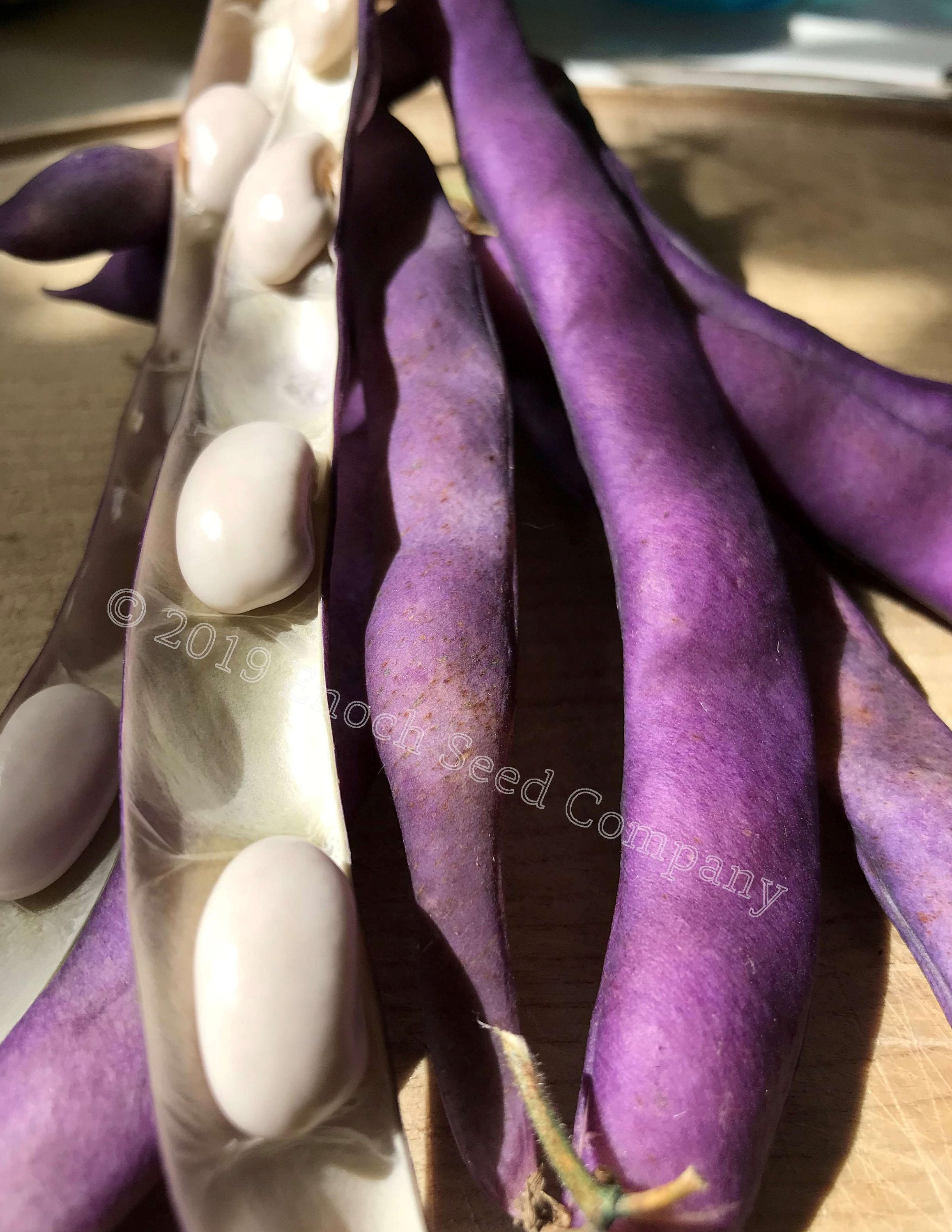 Blue Coco Pole Bean, French Heirloom, Purple Pod Bean. Grown in Canada ...