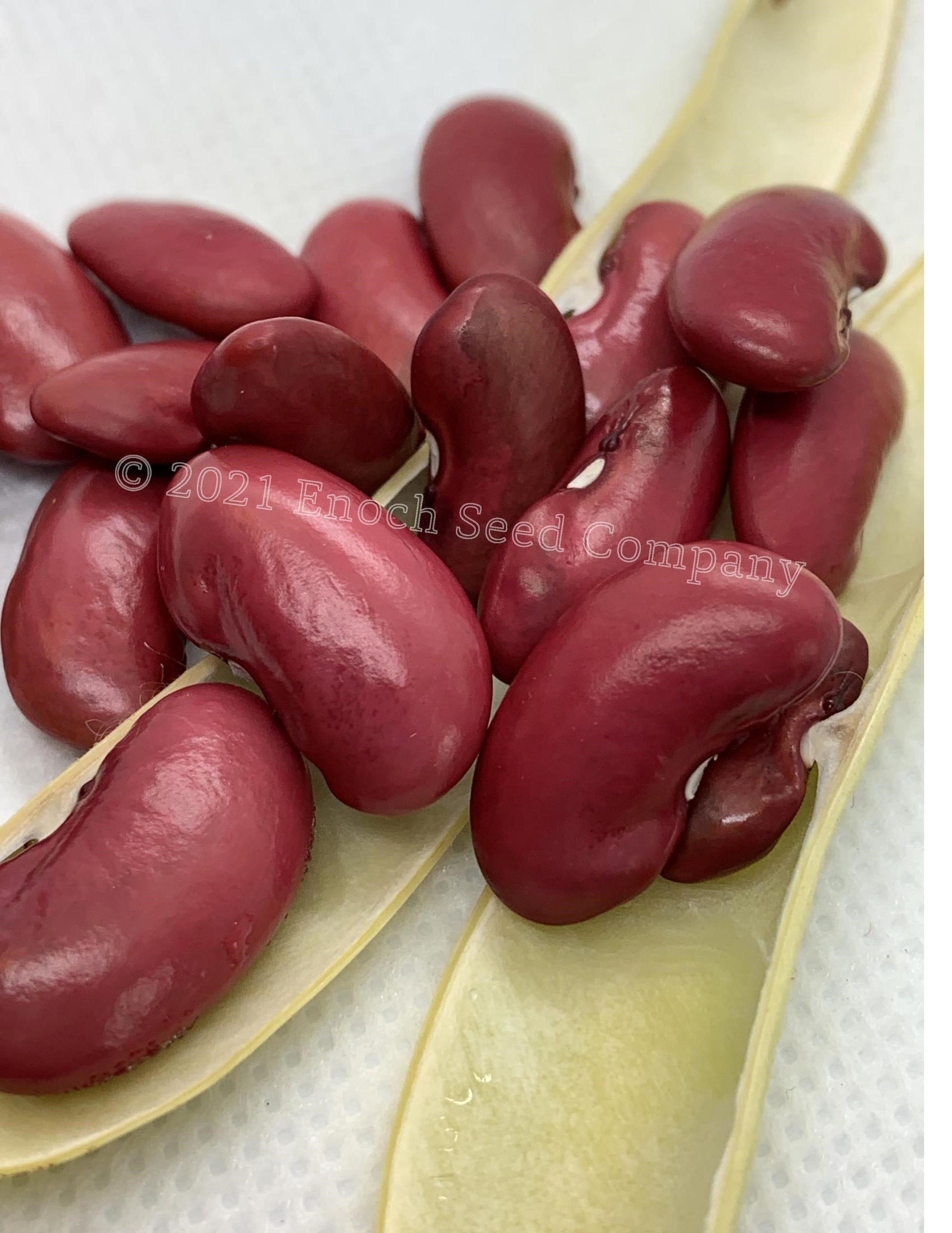 Canadian Wonder Bush Bean - Rare Heirloom - Red Beans (non-gmo, Open ...