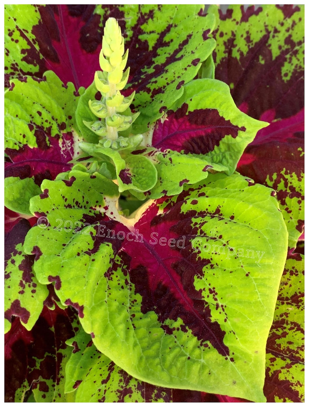King Kong Coleus Seeds (shade Loving, Easy Care, Bright Foliage ...