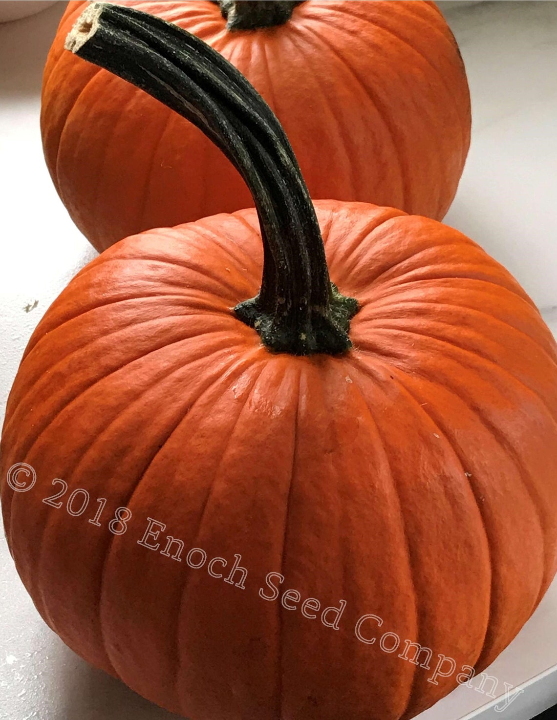Cannonball Pumpkin 10 Seeds Min. - Etsy
