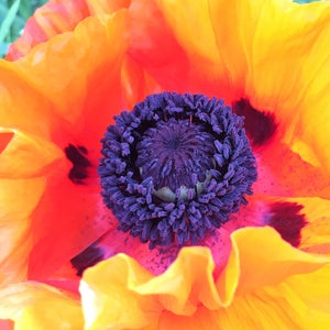 Oriental Poppy - Orange (100 Min. Seeds, Perennial, Papaver Orientale ...