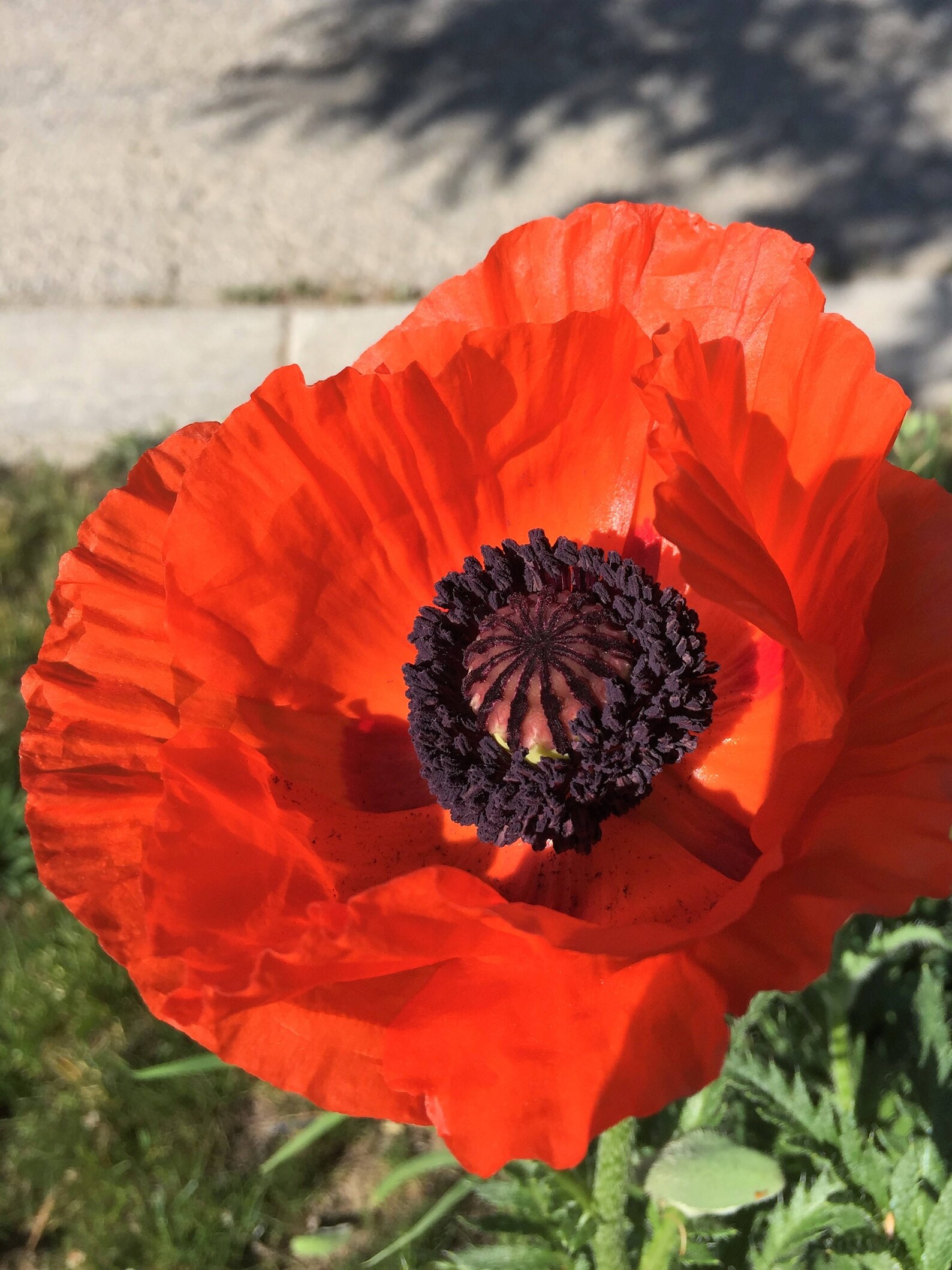 Oriental Poppy Orange 100 Min. Seeds Perennial Papaver - Etsy