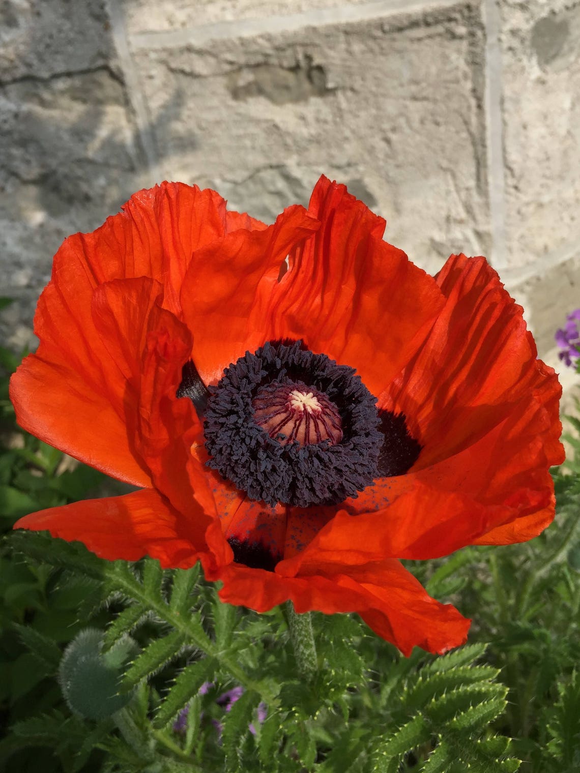 Oriental Poppy Orange 100 Min. Seeds Perennial Papaver | Etsy