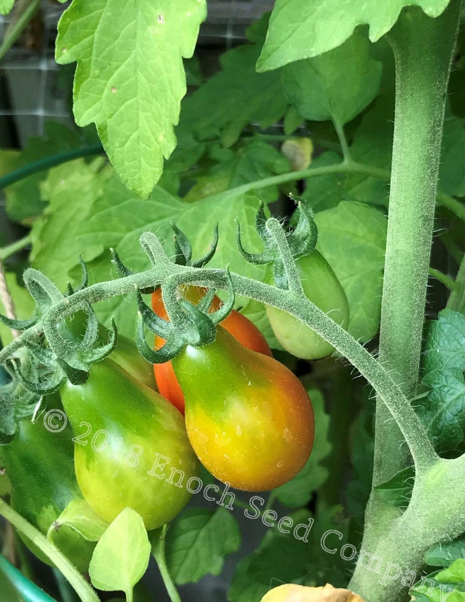 Red Fig Tomato (25 Seeds Min.) - Etsy
