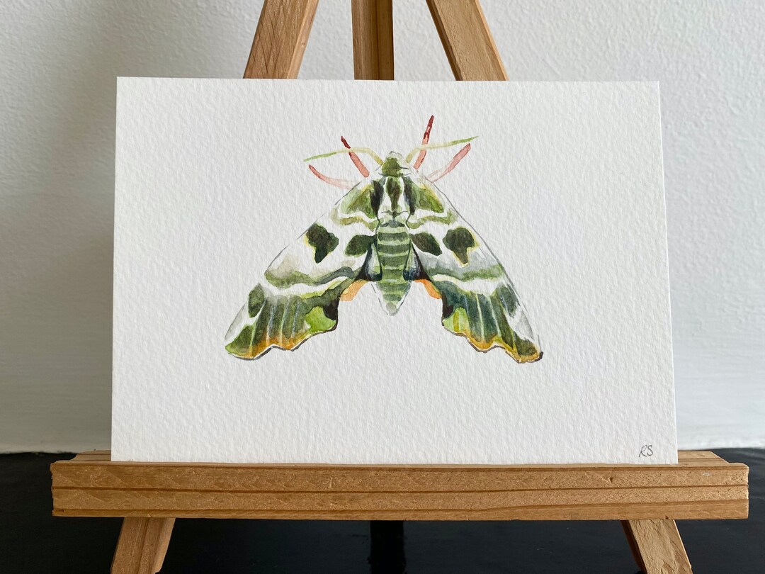 Original Watercolour Painting of Oleander Hawk-moth, Hand-painted Moth ...