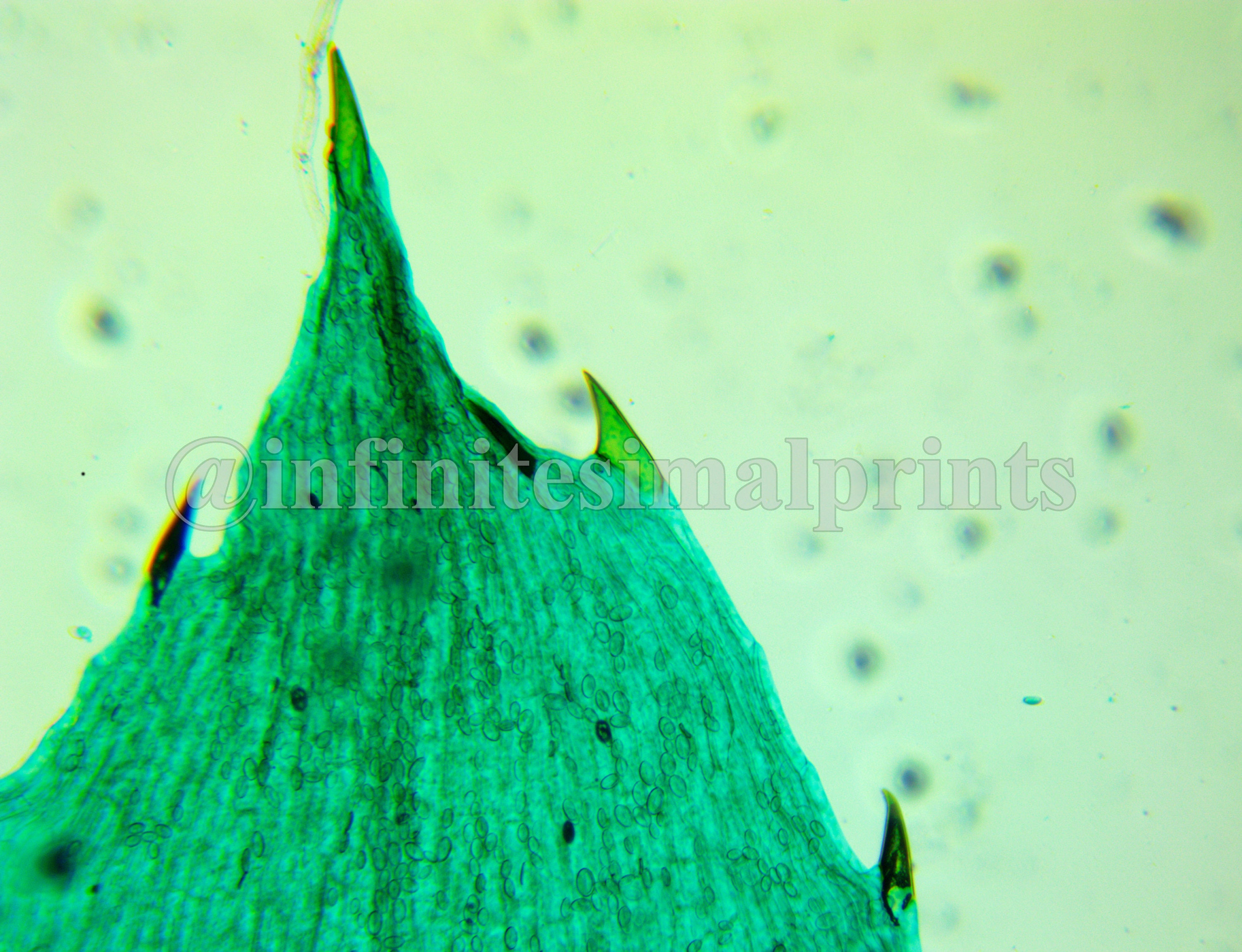 Hydrilla Verticillata Leaf