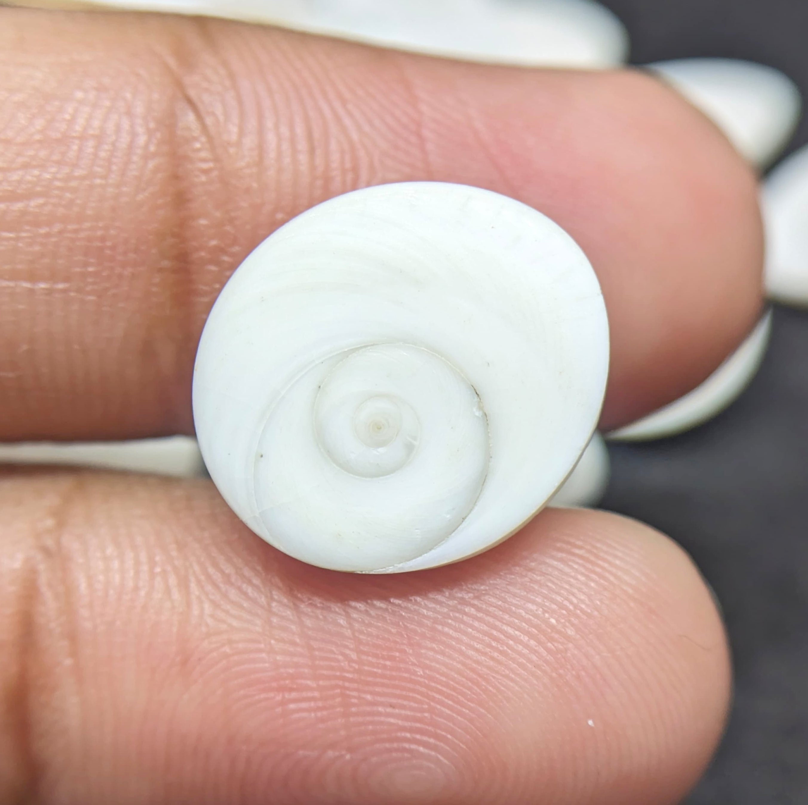 Gomti Chakra Gemstones Lot, Round Shape Gomti Chakra Gemstones, Gomti ...
