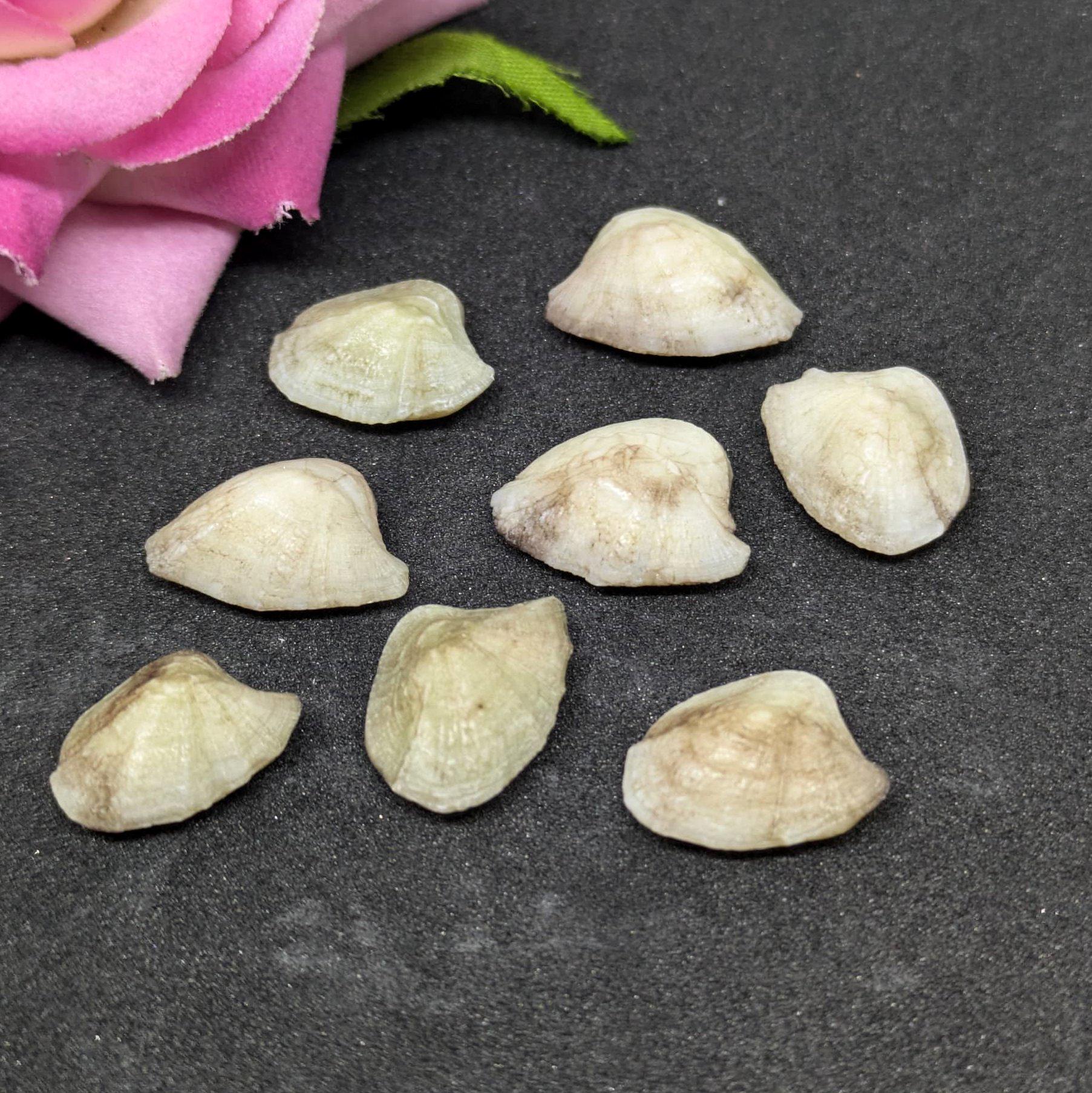 Original Machhmani Stone Fish Pearl Stone Certified Machhmani Gemstone ...