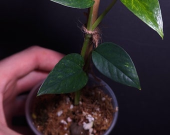 Variegated Cebu Blue Epipremnum Pinnatum Cebu Blue Ghost - Etsy