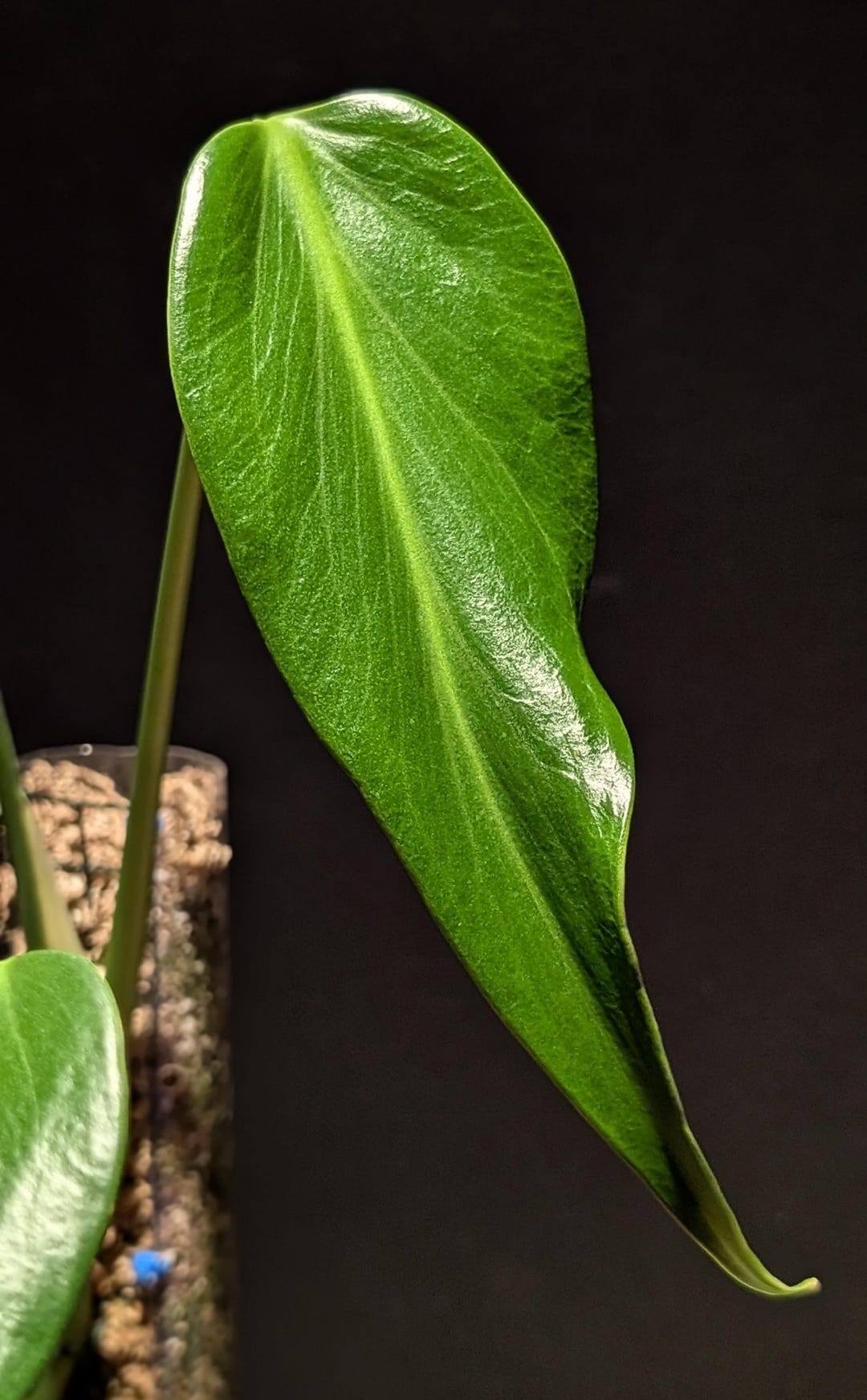 Monstera Burle Marx Flame - Etsy