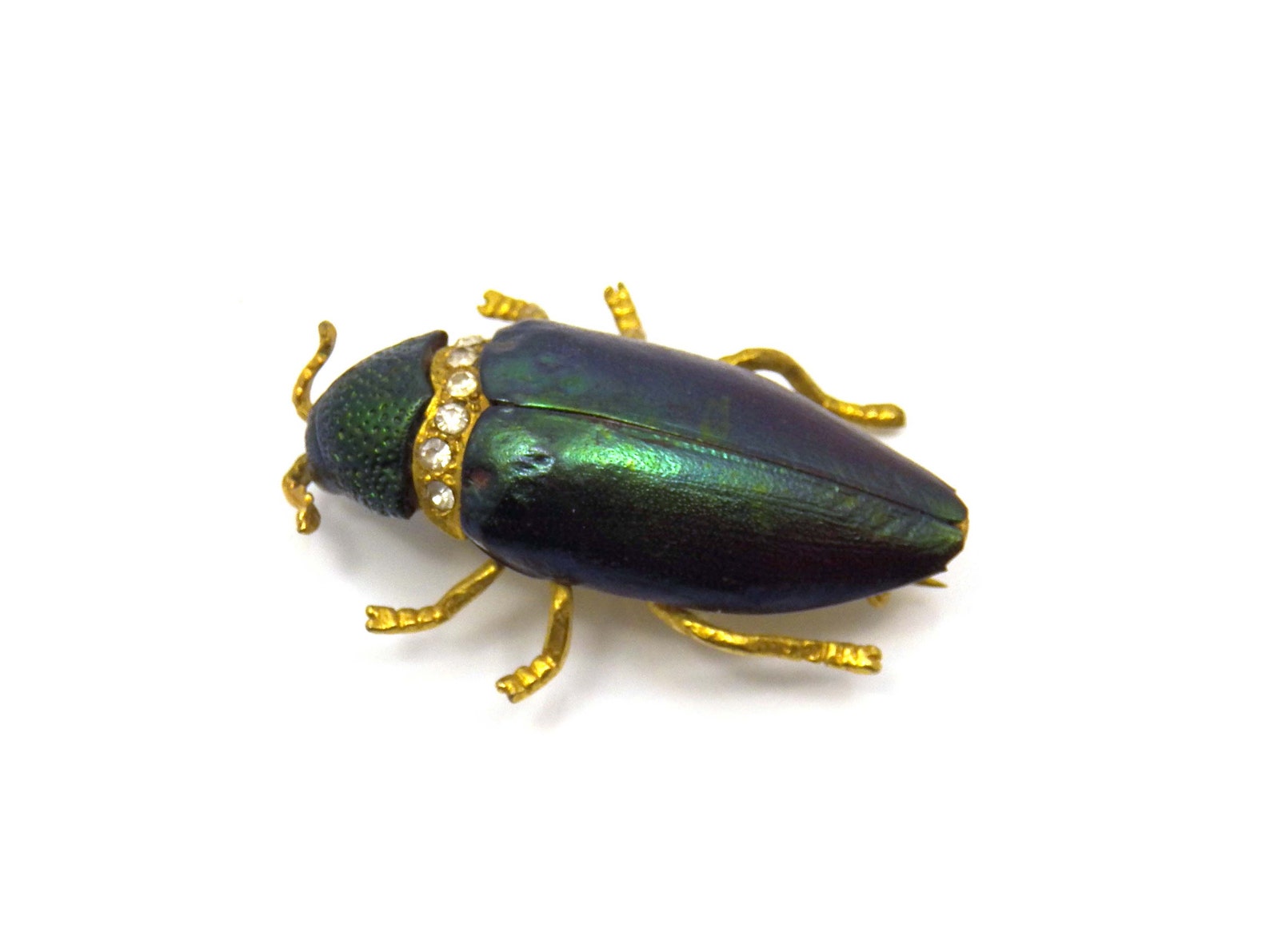 Green Iridescent Elytra Jewel Beetle Brooch Real Bug - Etsy