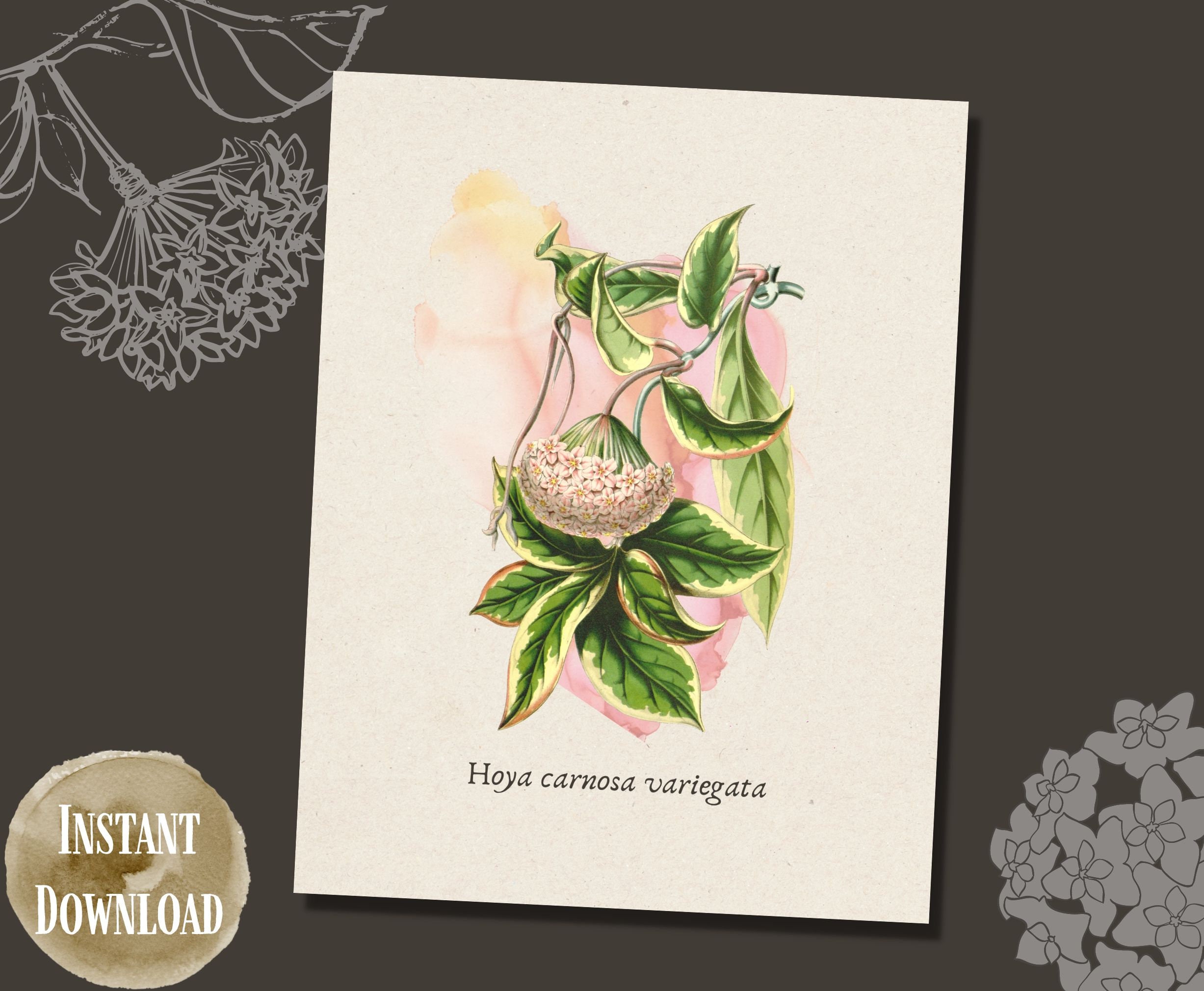 Printable Art Hoya Carnosa Variegata Watercolor Illustration Antique ...