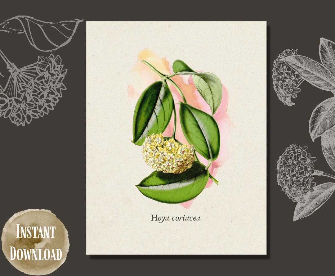 Printable Art | Hoya Coriacea | Watercolor Illustration | Antique ...