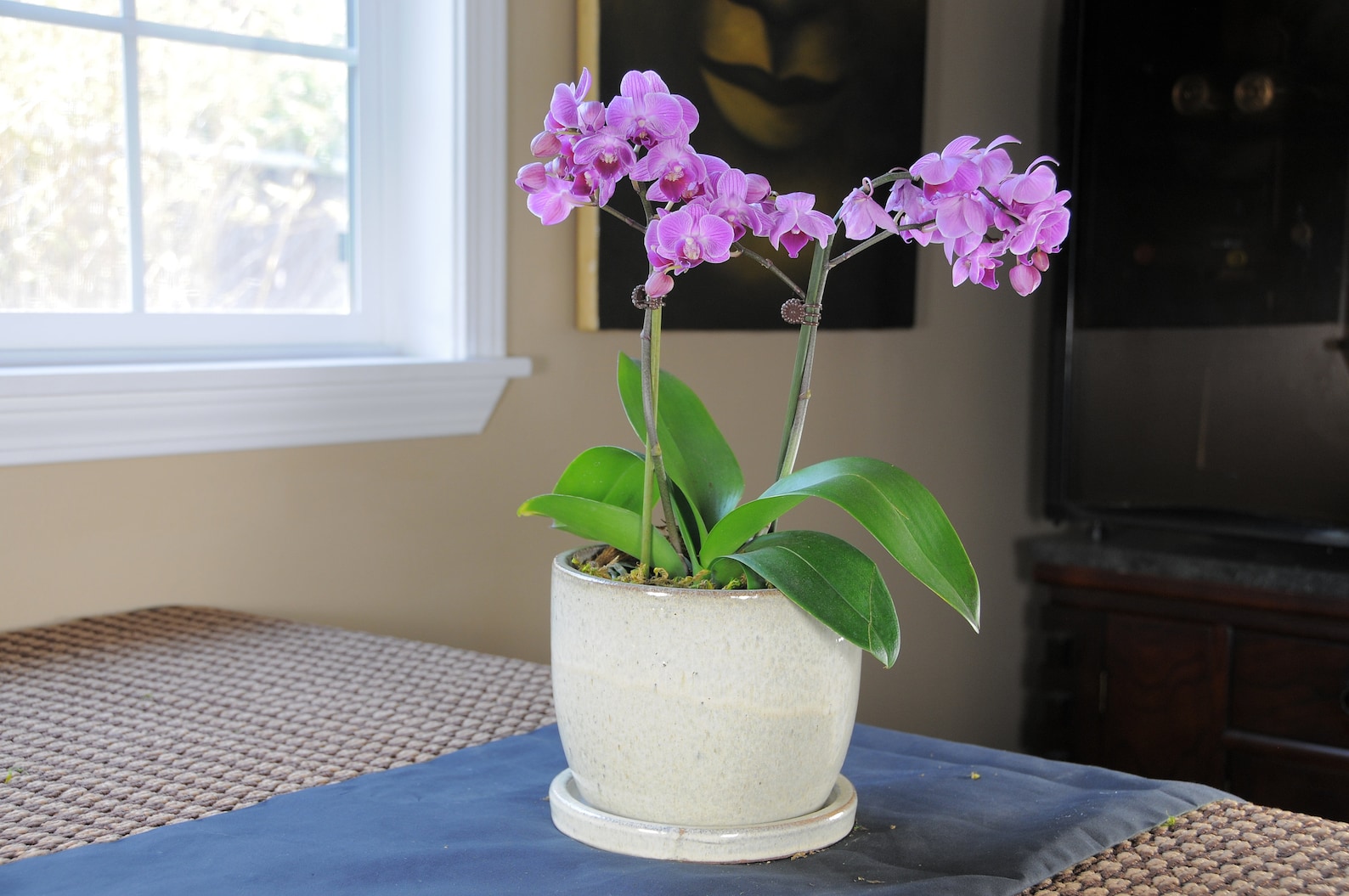 Maui MEDIUM 5.0 Handmade Ceramic Pot With Attached - Etsy