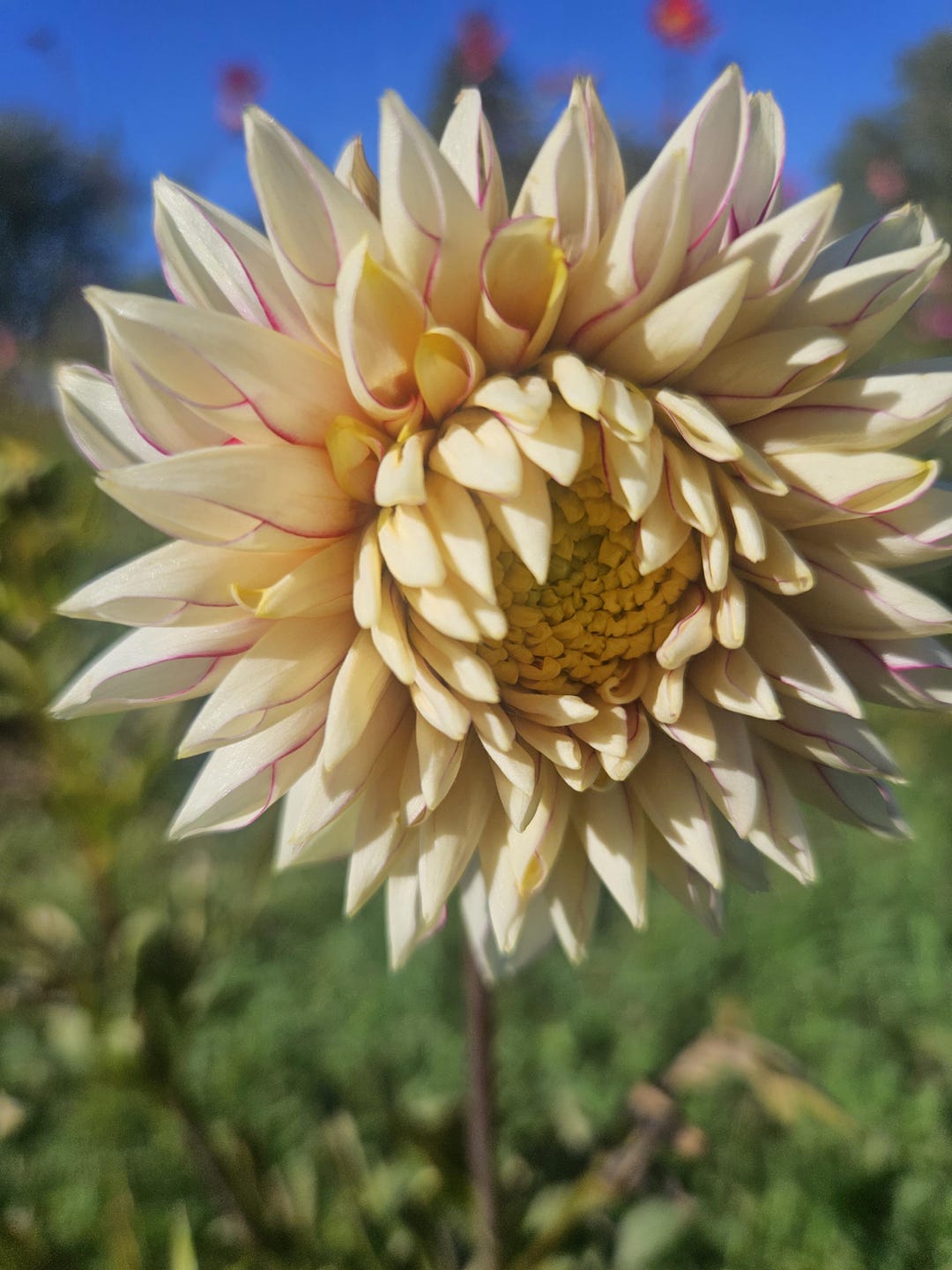 6 Week CSA Flower Subscription, Flower Delivery Service - Etsy
