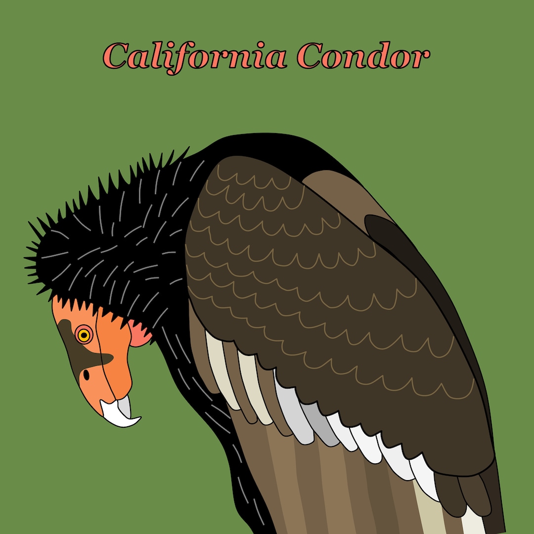 Digital Graphic Image Clipart of the California Condor, PNG and JPG Hi ...