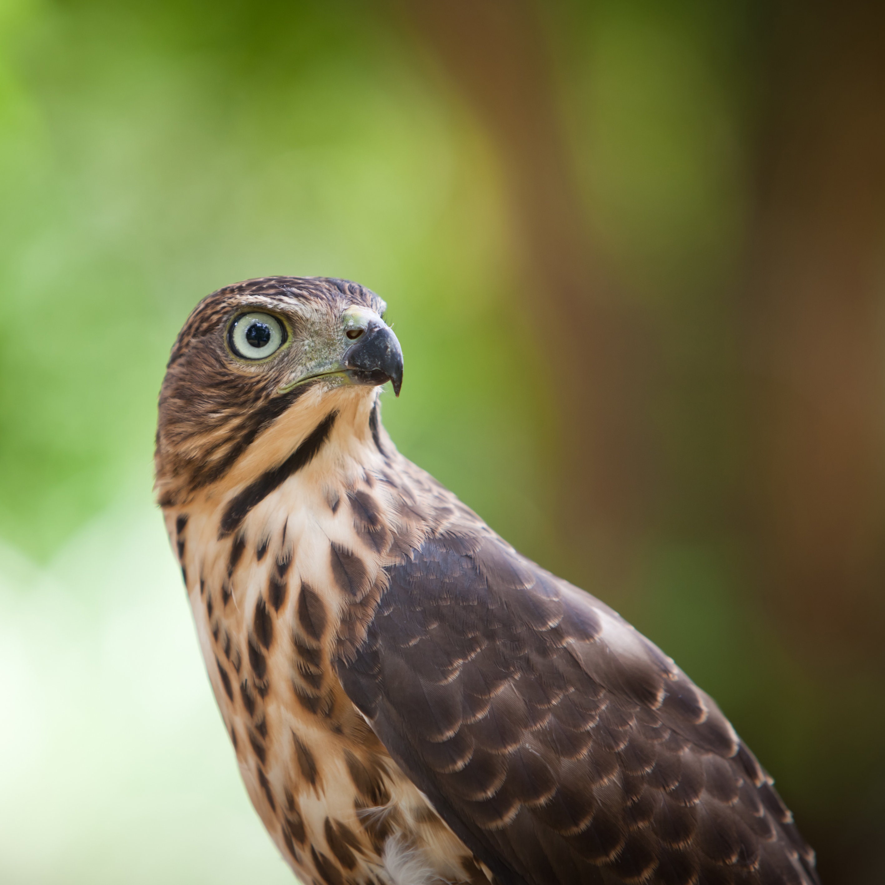 Shikra Atenteben Ghanaian-style Chromatic Flute in Bb | Etsy