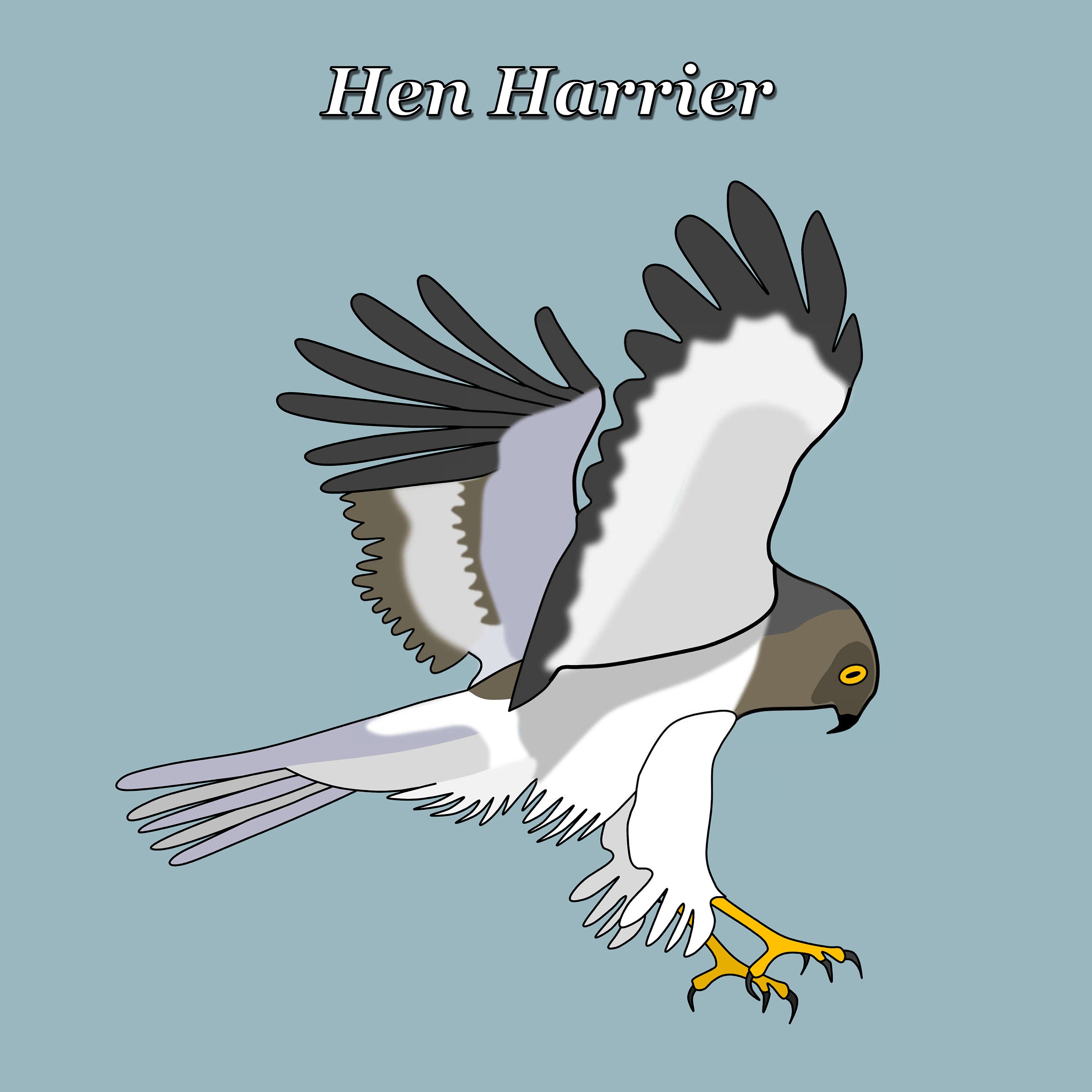 Eleven Birds, Digital Graphic Clipart Images, High Resolution PNG Files ...