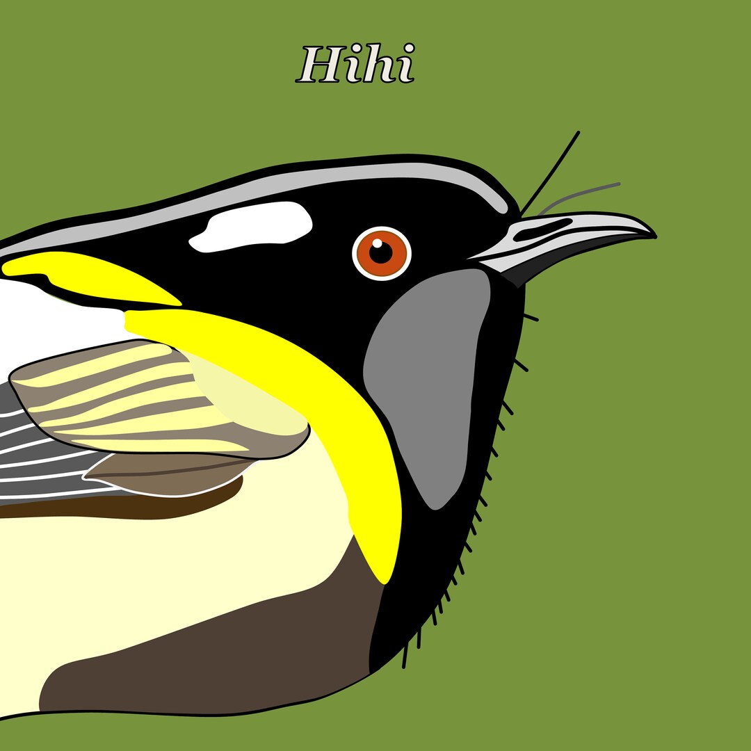 Digital Graphic Image Clipart of the Hihi, PNG and JPG Hi Res. - Etsy