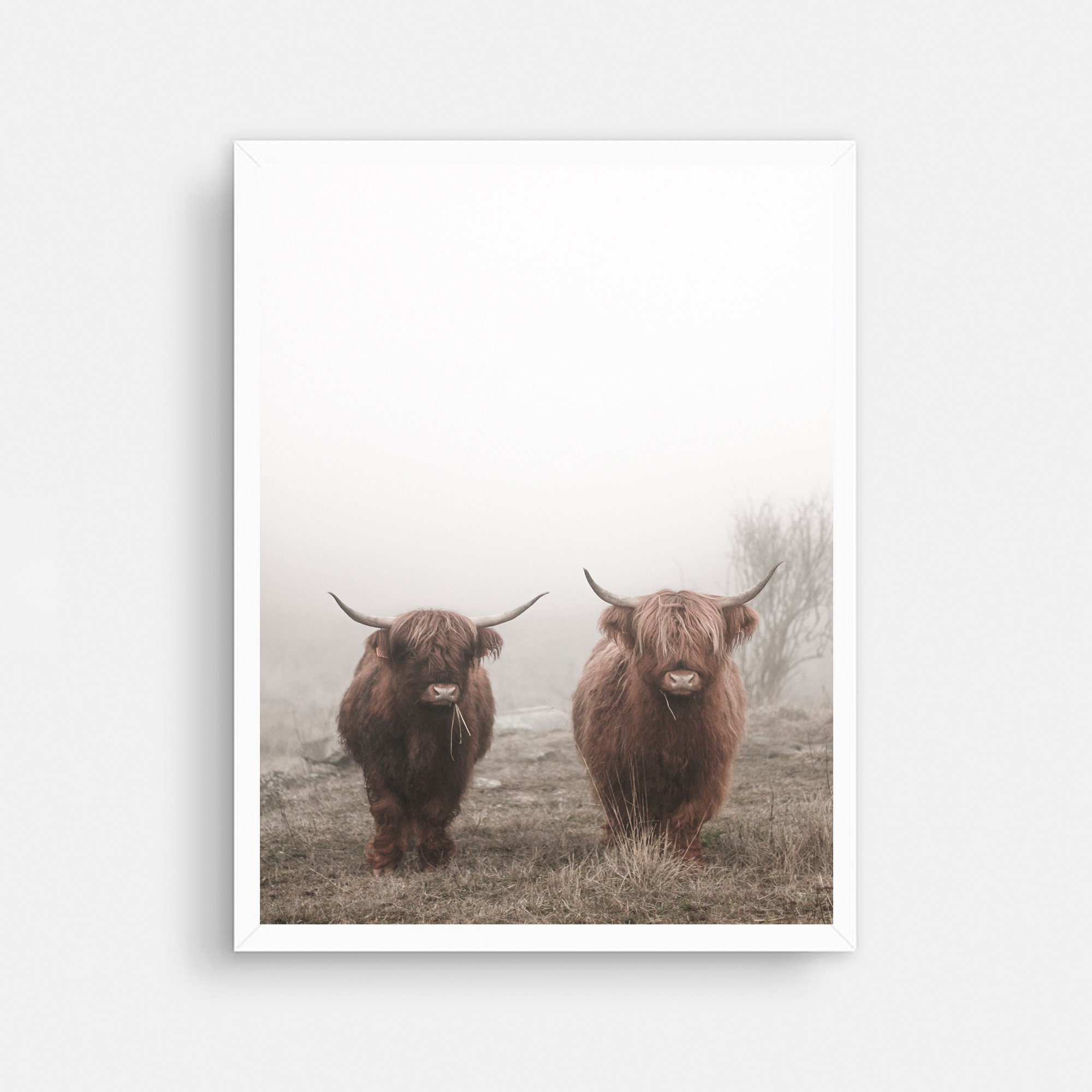 Art & Collectibles Farmhouse Decor Highland Cow Wall Art Bull Photo ...