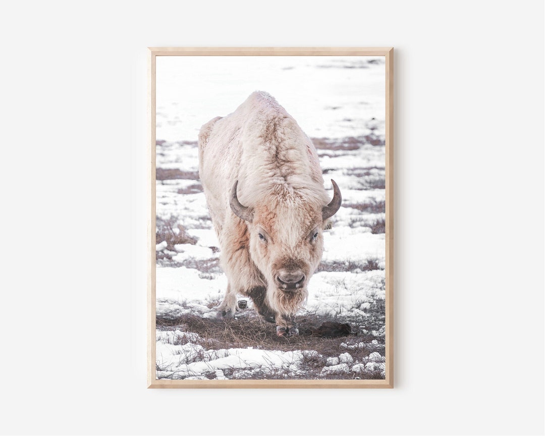 Bison Print, Bison Wall Art, Farmhouse Print, Wilderness Animal Print ...