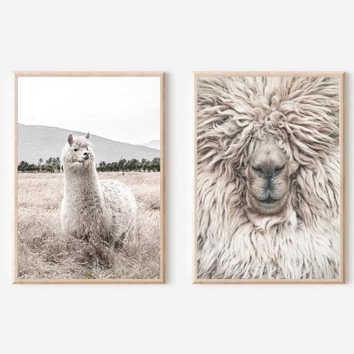 Llama Wall Art Alpaca Print Farmhouse Wall Art Alpaca - Etsy